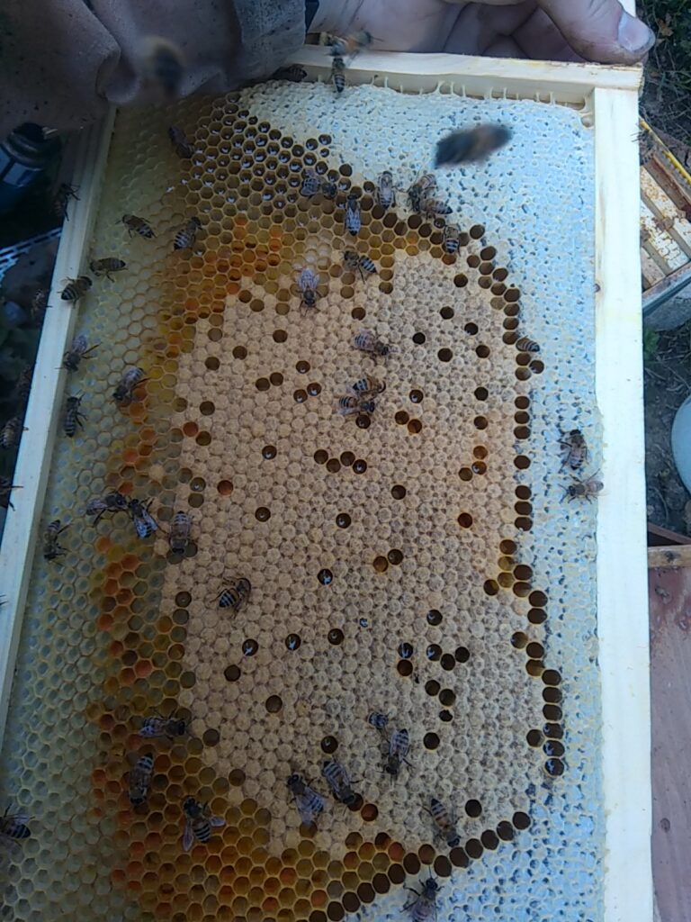 BS National Nucleus Colony - Bishops Bees