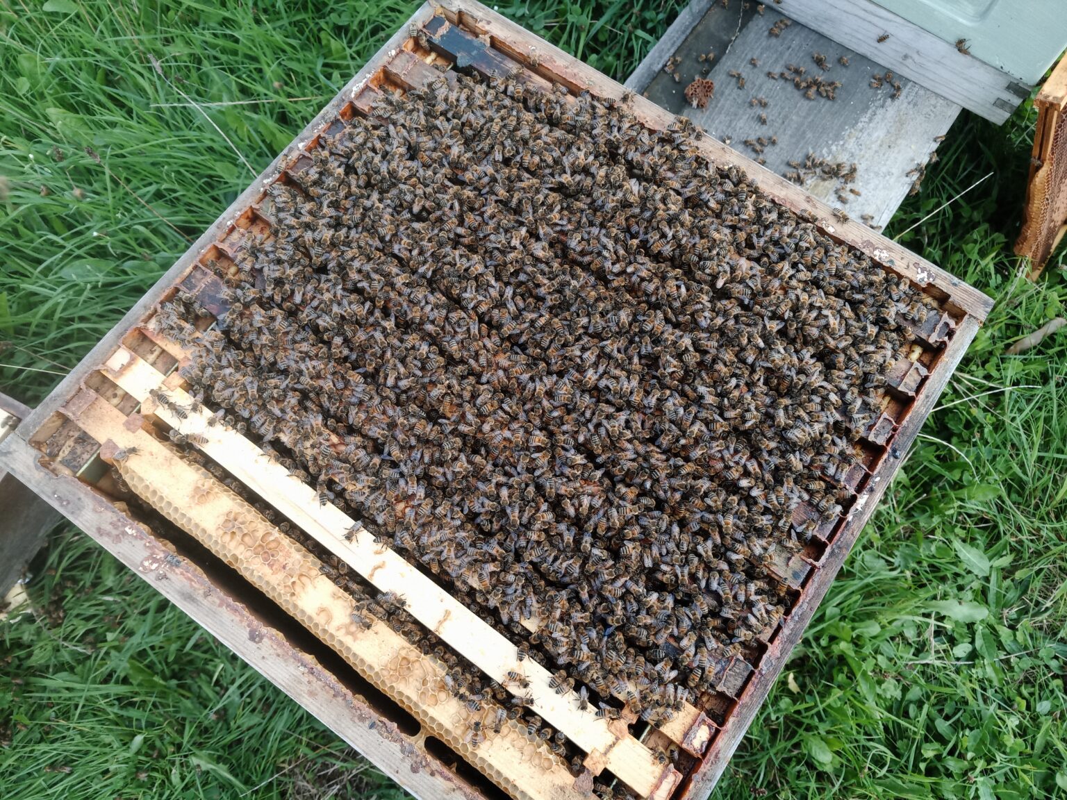 Insulation and Beehives - Bishops Bees