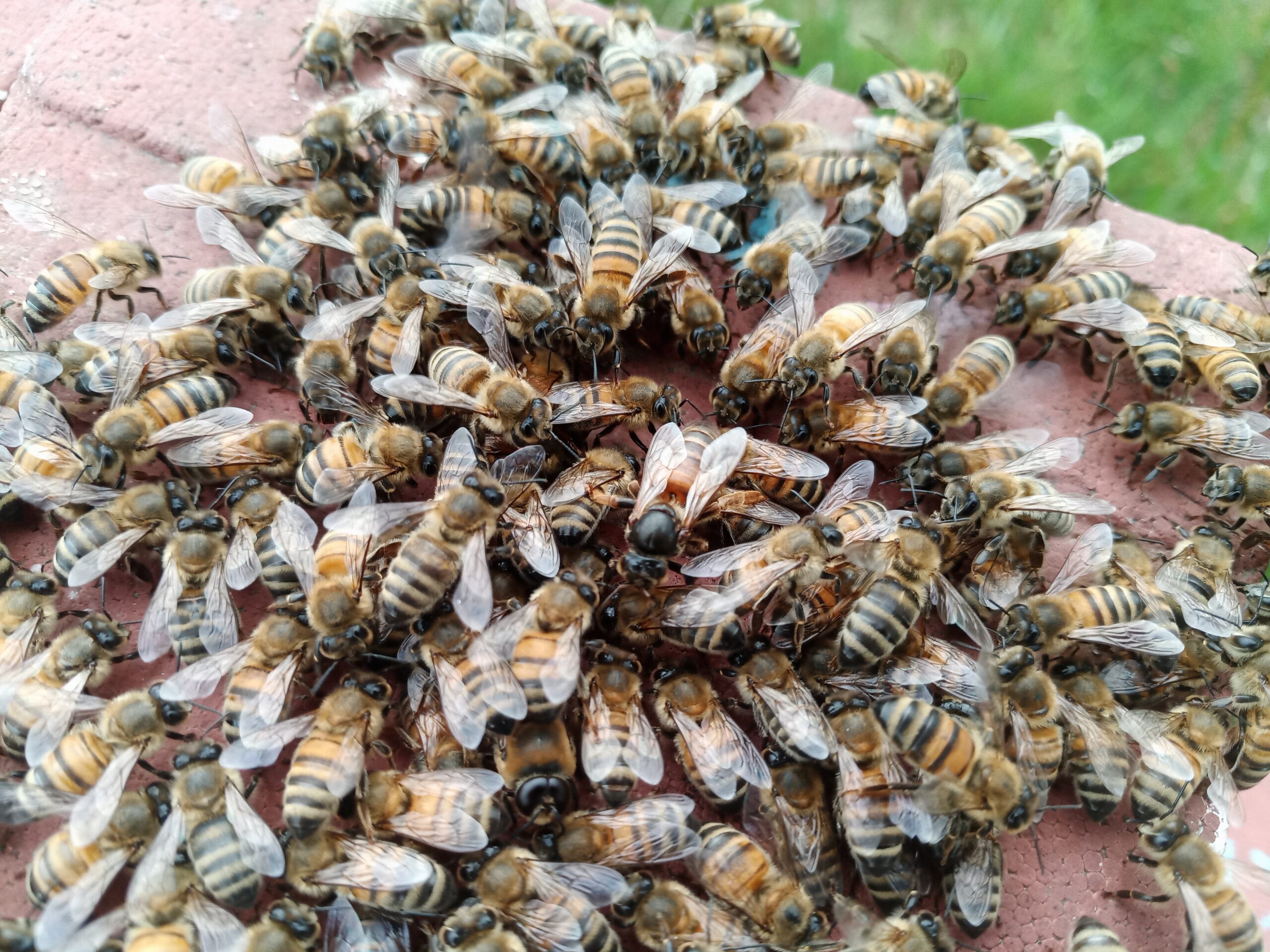 Colony Dynamics - Bishops Bees