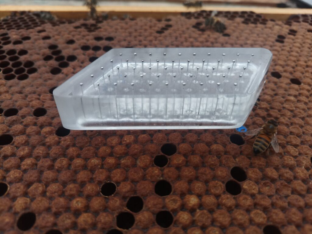 Queen Breeding - Selection & Testing - Bishops Bees