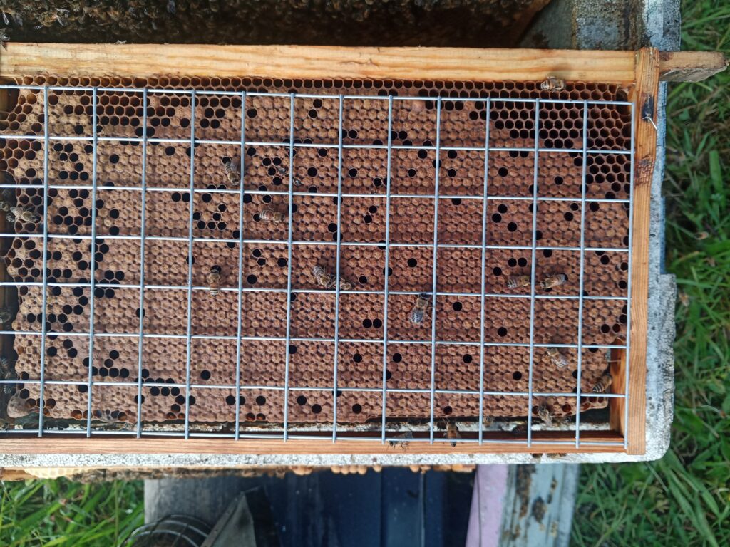 Queen Breeding - Selection & Testing - Bishops Bees