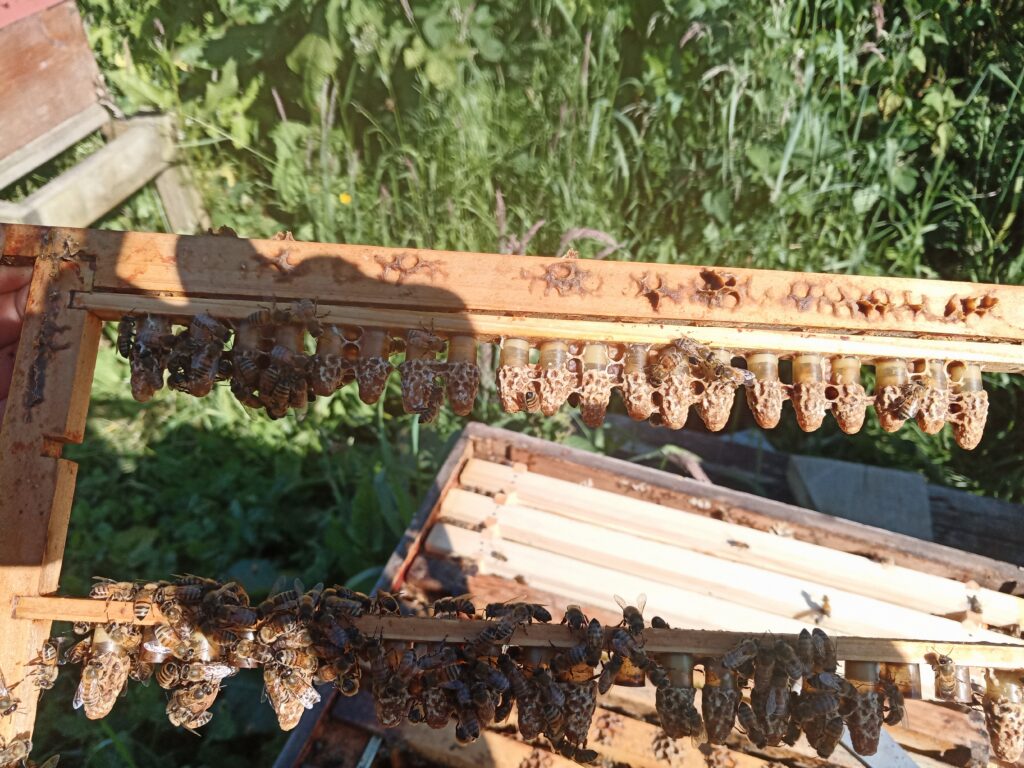 Queen Rearing Course - Bishops Bees