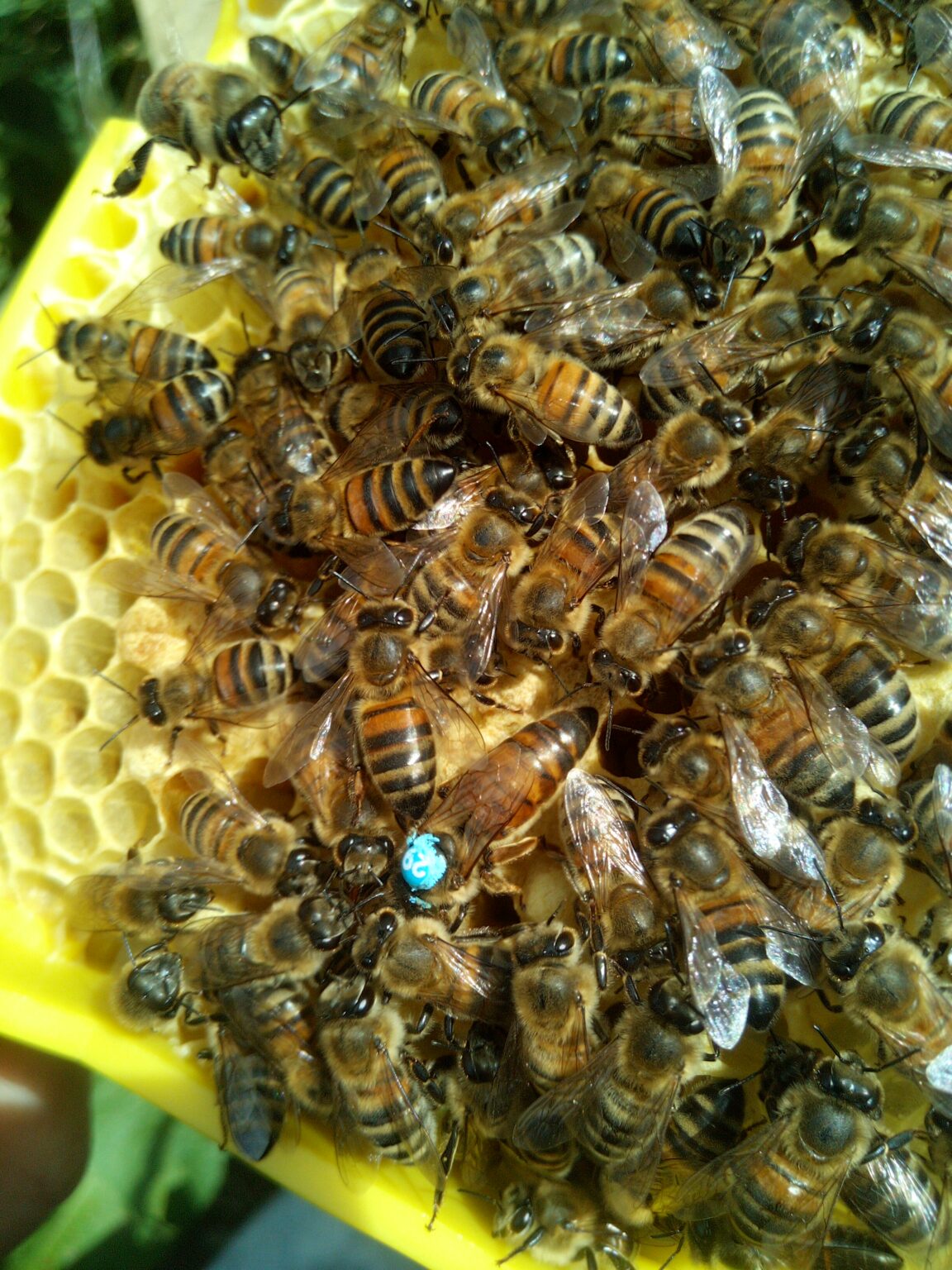 British Bred Buckfast Queen - Bishops Bees