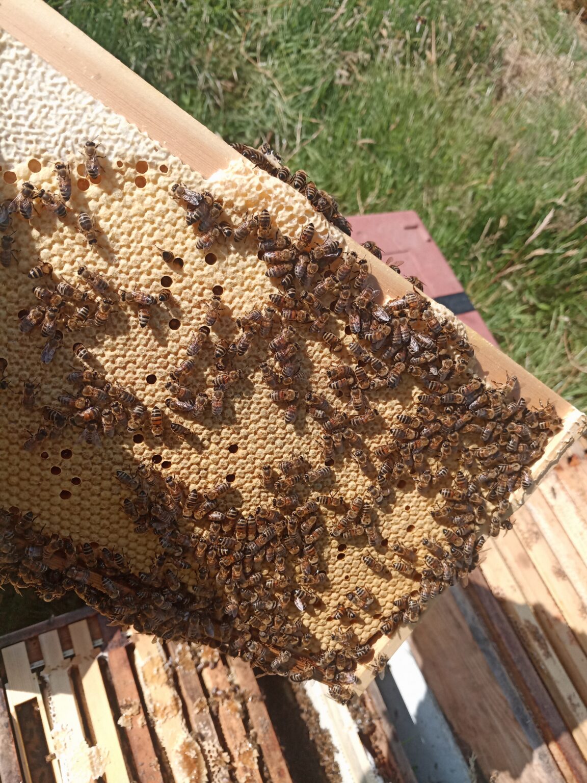British Bred 'honeymaker' Queen - Bishops Bees